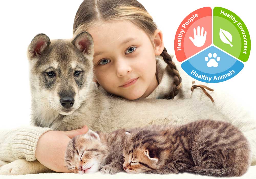 Summer Pet Safety Tips Article
