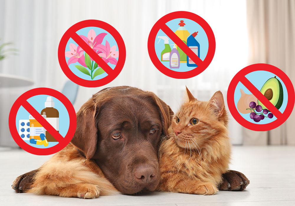Summer Pet Safety Tips Article